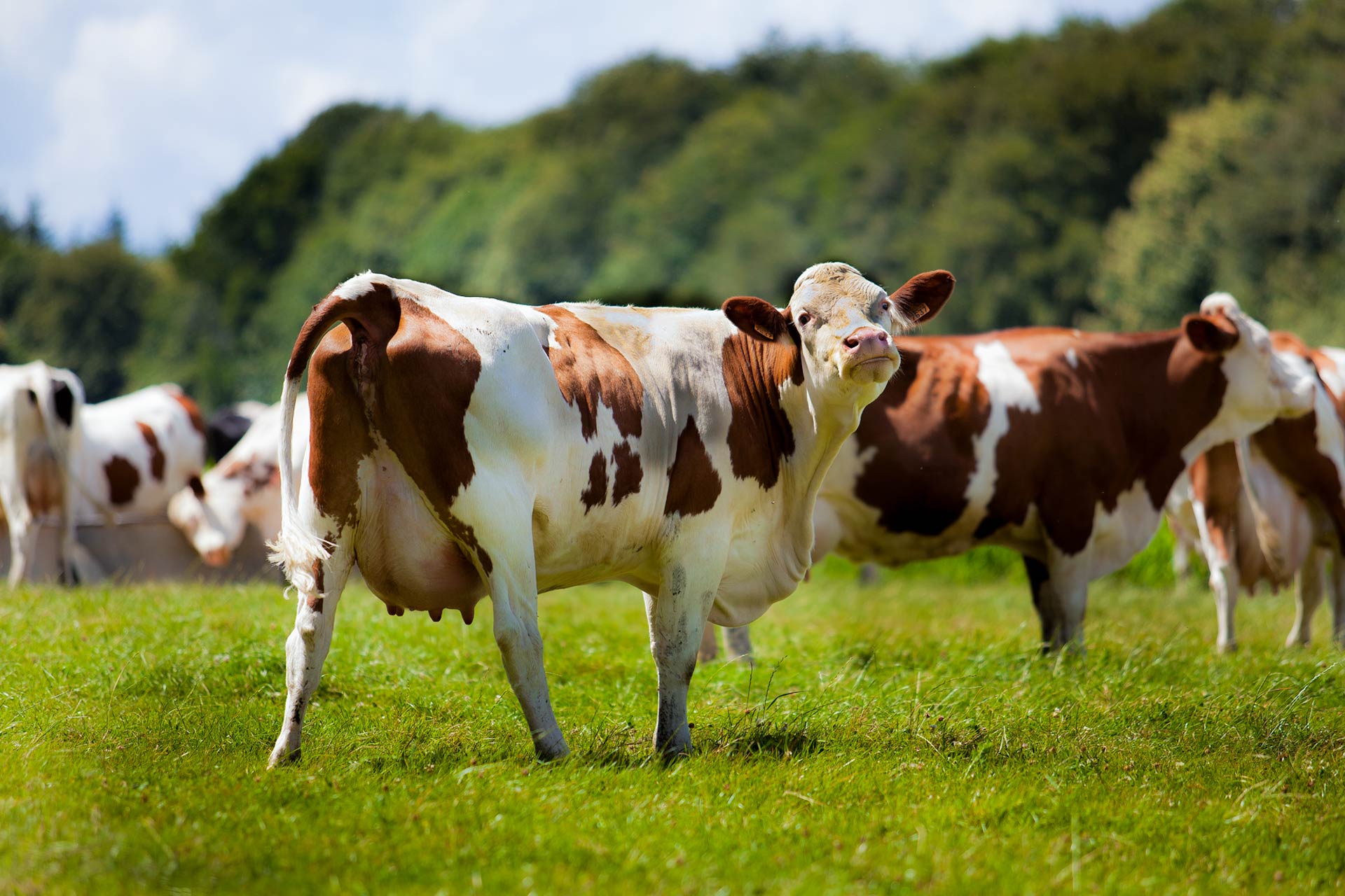 Forage Seeds – Kohenoor International