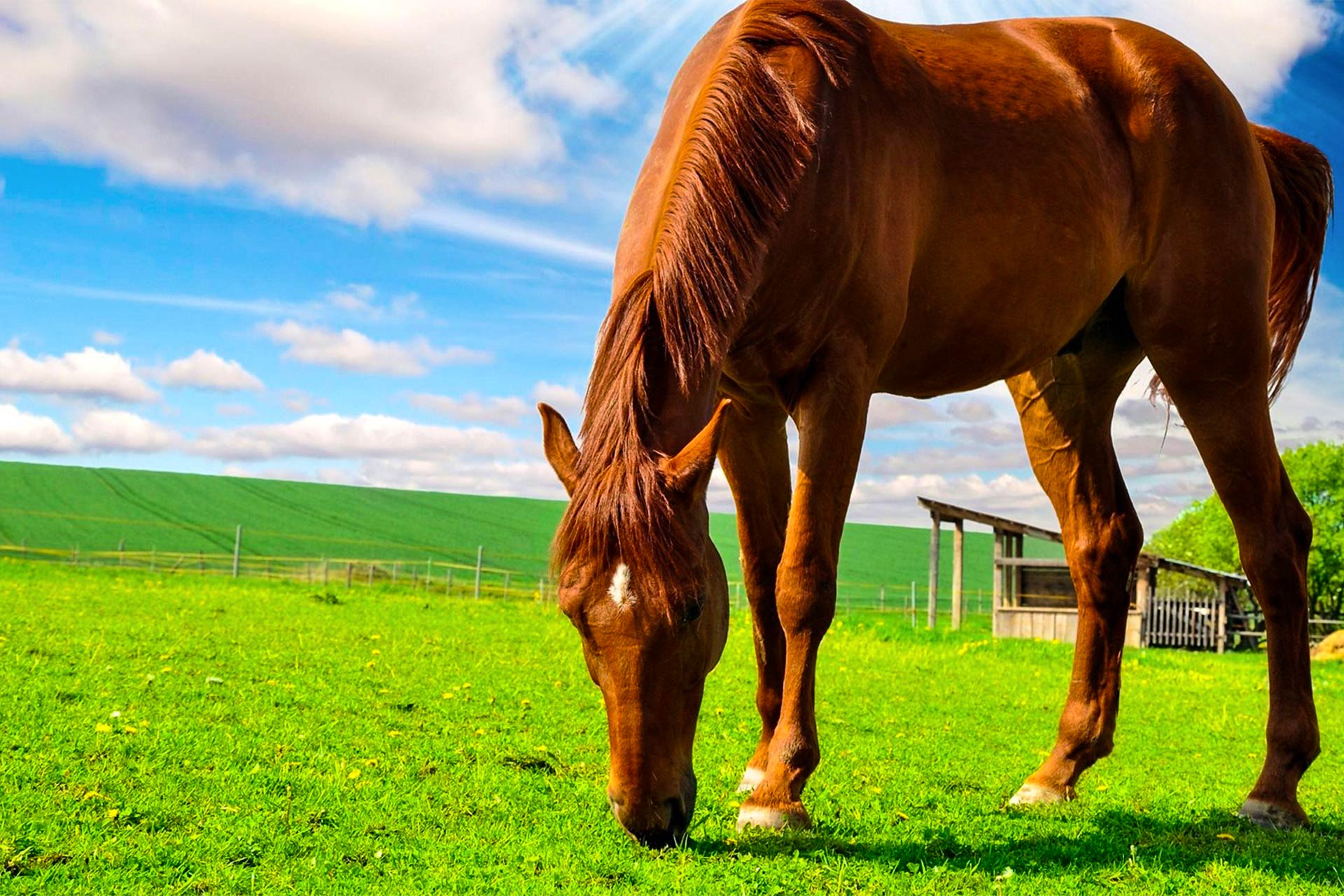 Forage Seeds – Kohenoor International